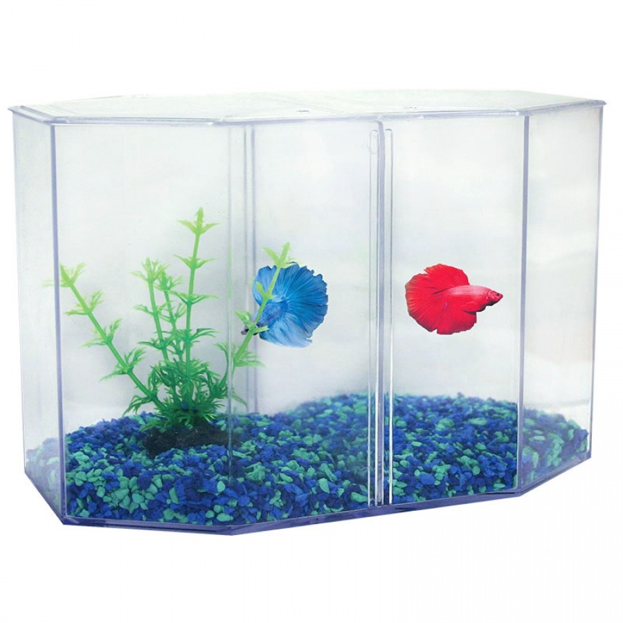 Buy Betta Duo Tank | Condell Park Produce